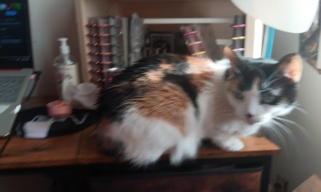 New Typing With Wet Paws – Melva And Anna